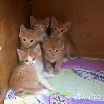 Котята в добрые руки