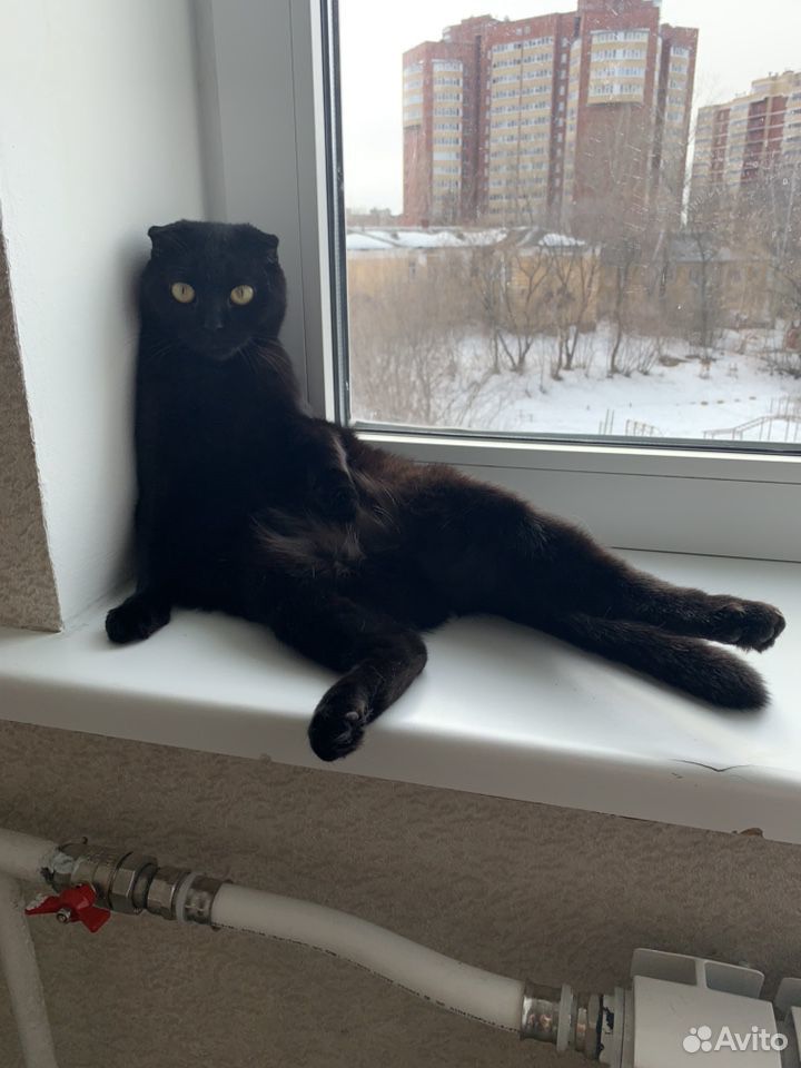 Ищем кота на вязку
