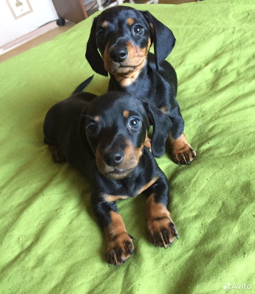 Щенки карликовой таксы