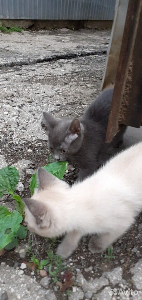 Котята за шоколадку