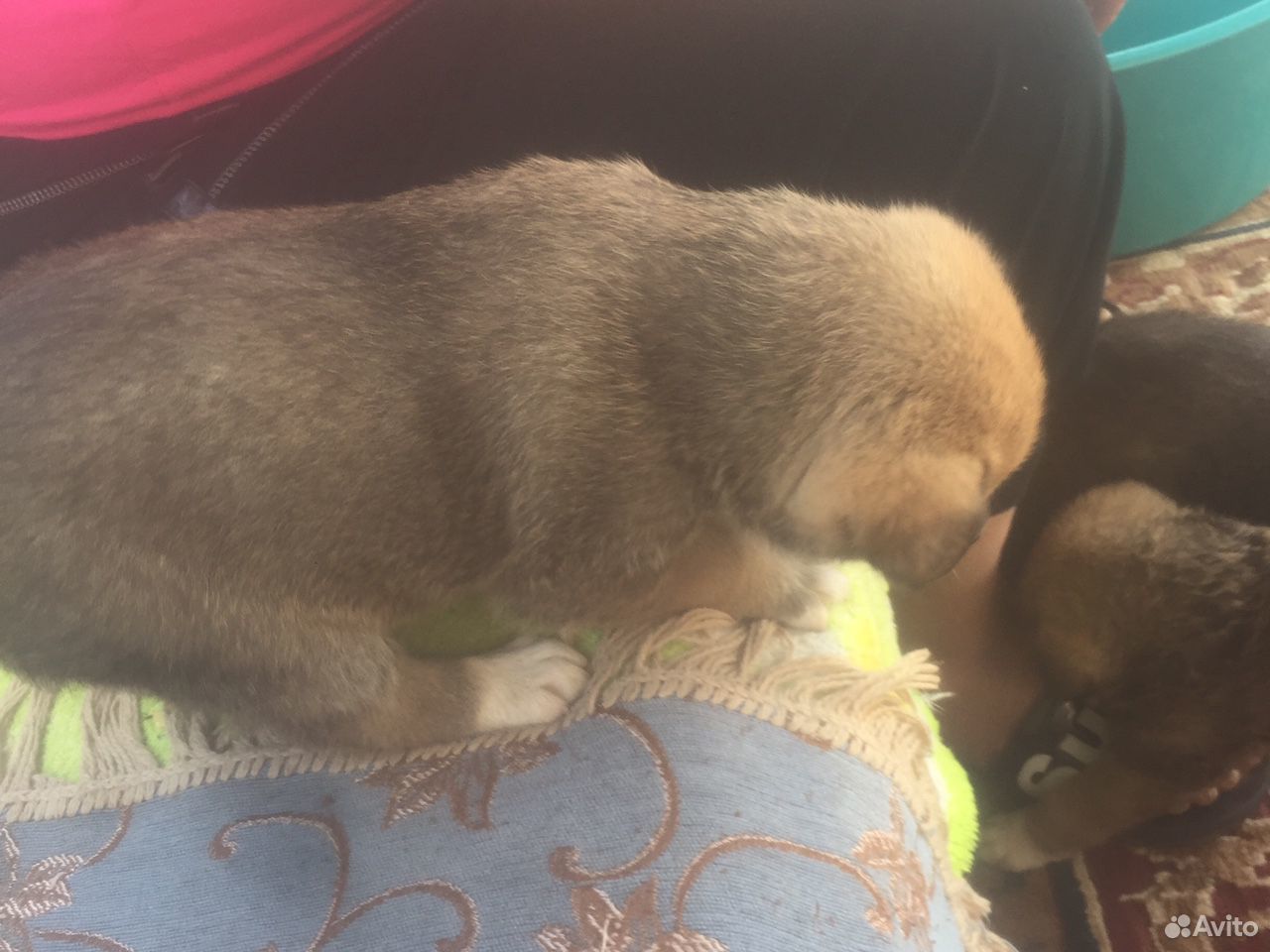 Щенки Шарпея На последней фотке их отец