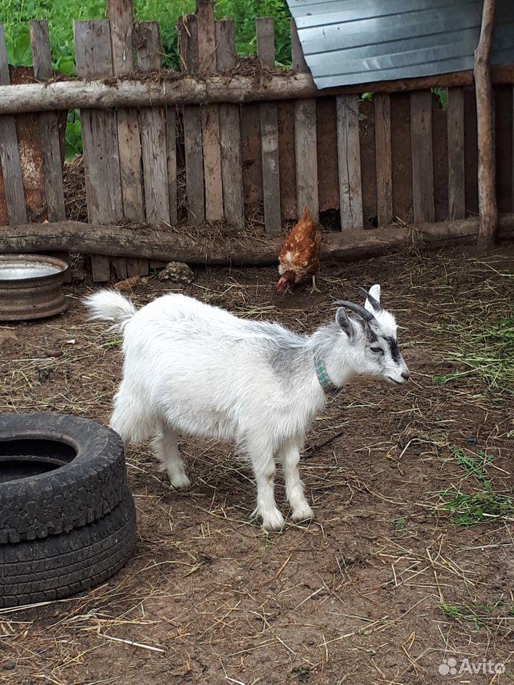 Продаю молодую козочку