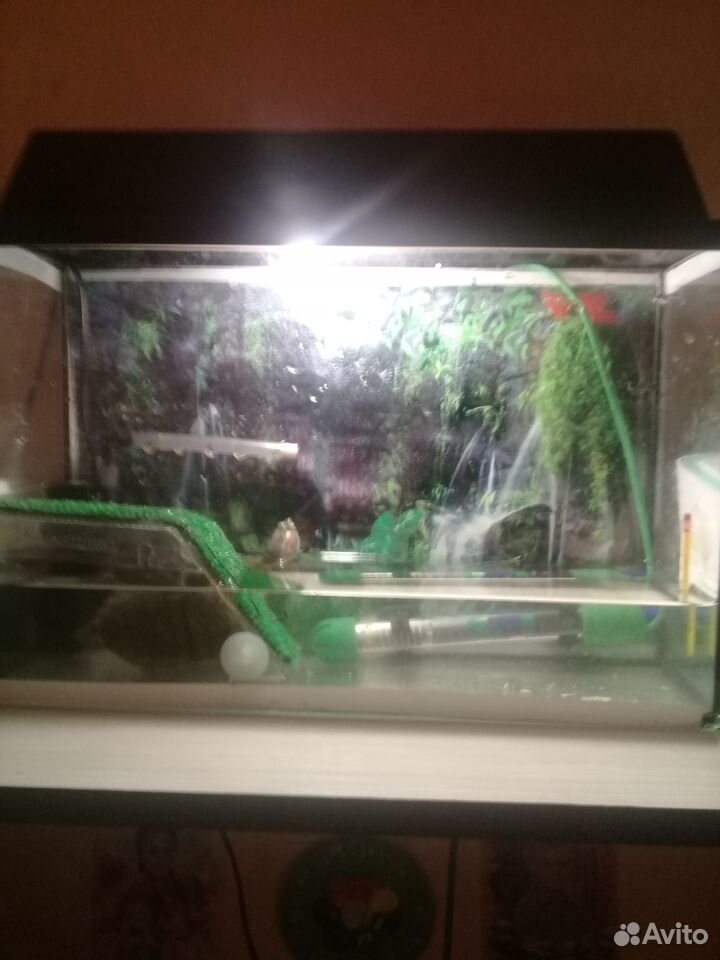 Продаю черепашку