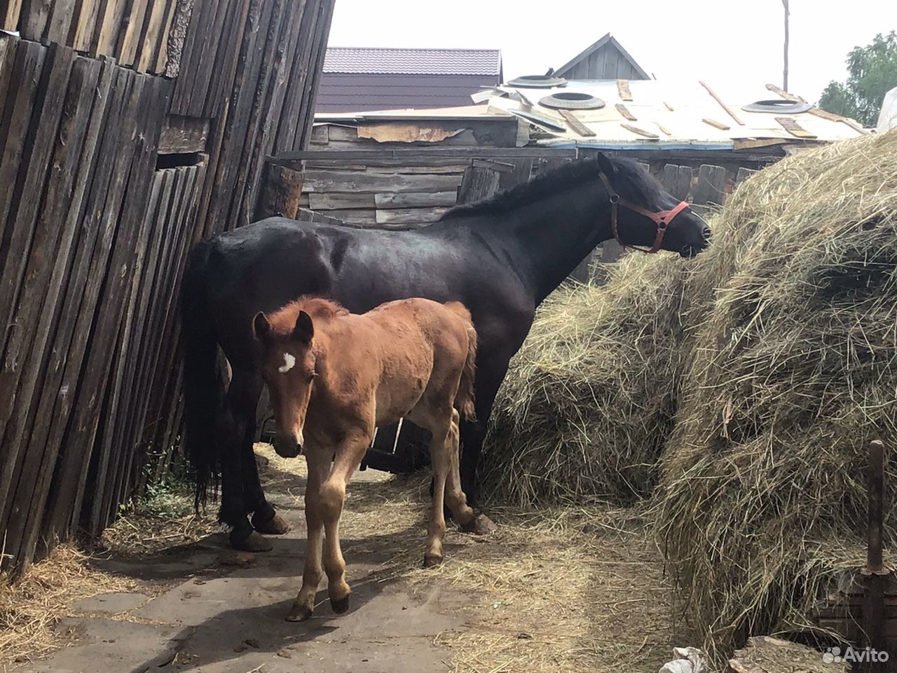 Кобыла с жеребёнком