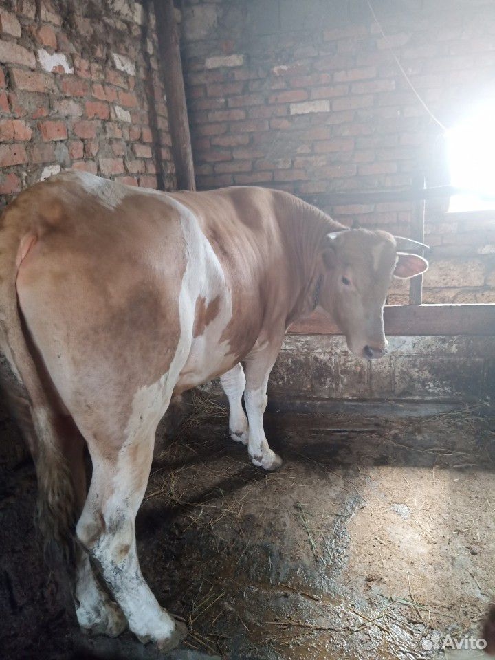 Продаю мясных бычков