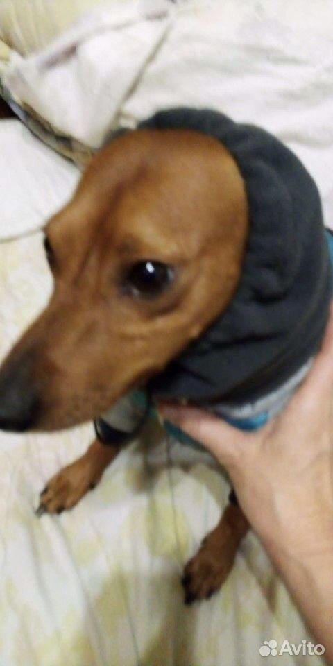 Цвергпинчер