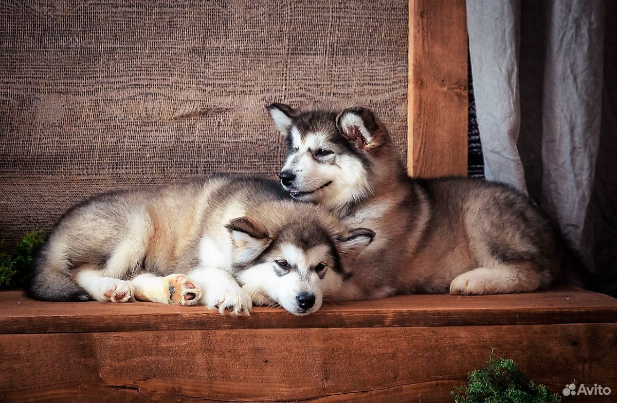 Аляскинский маламут