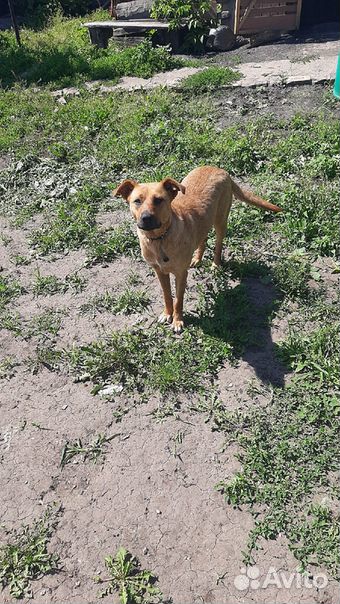 Собака стерилизованная