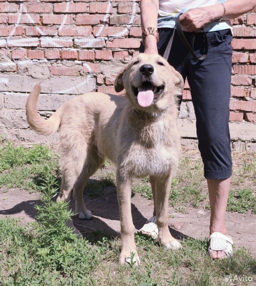 Отдам молодую собачку
