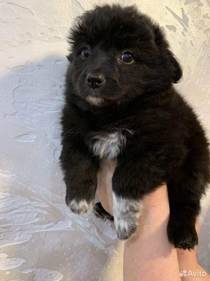 Отдадим щенка