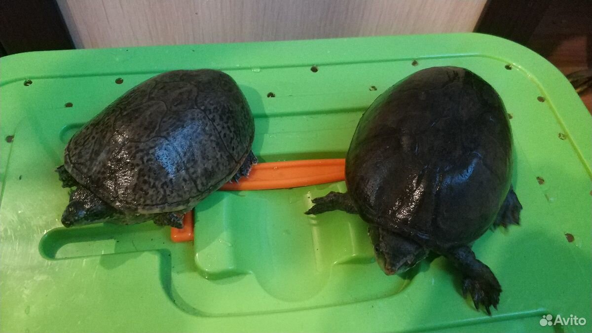 Черепаха мускусная (пара)