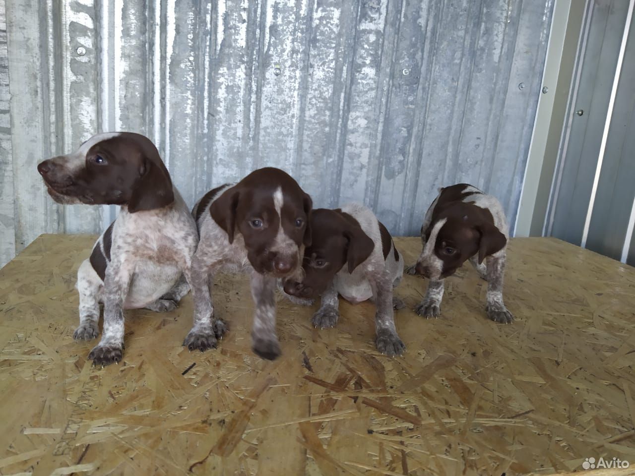 Щенки Курцхаара