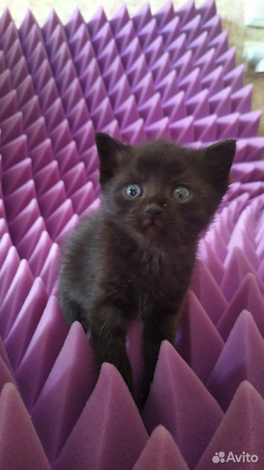 Отдаём котят