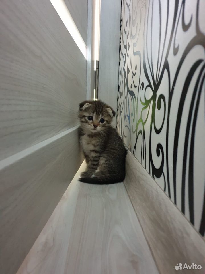 Шотландская