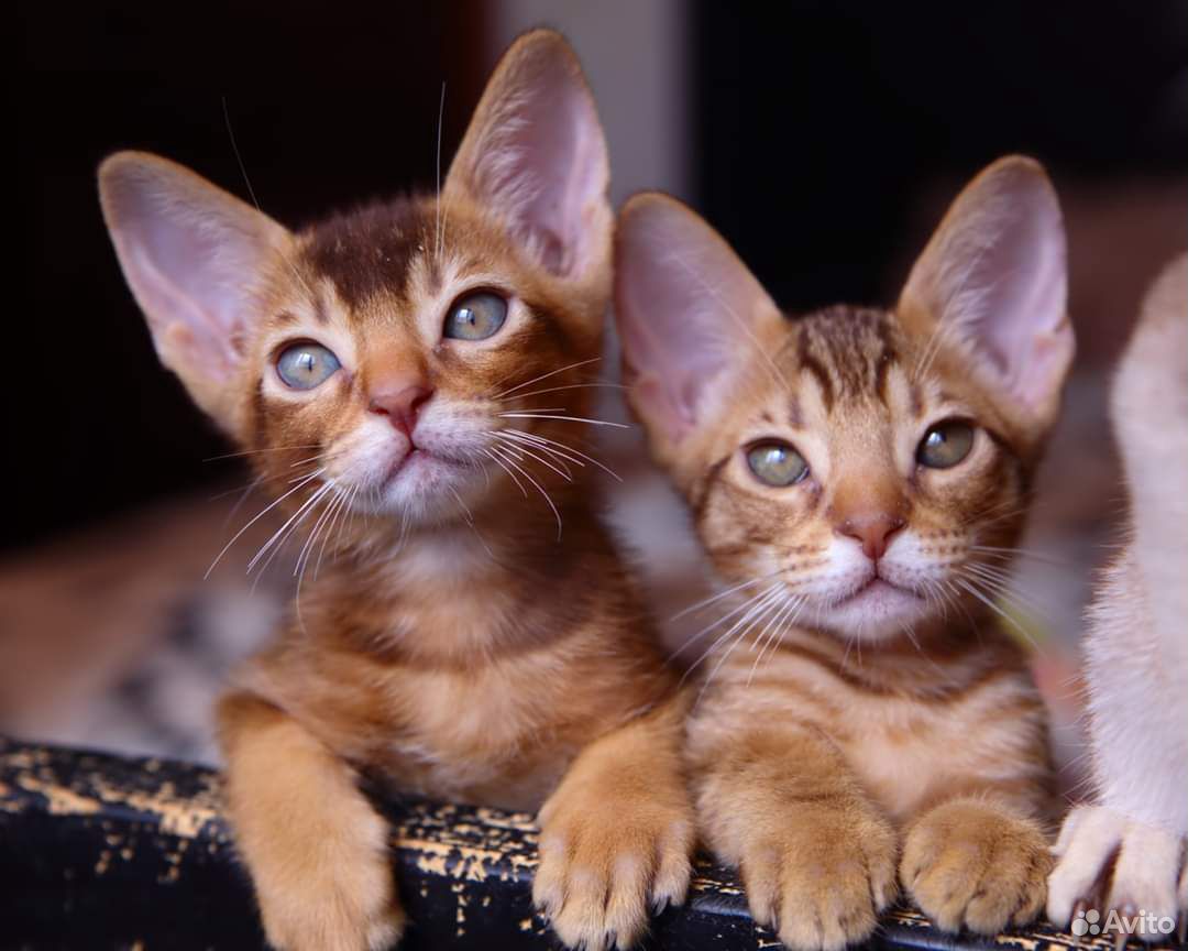 Оцикет котята