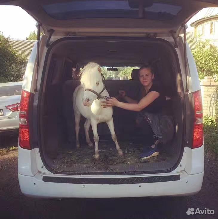 Пони мини-аппалуза жеребец