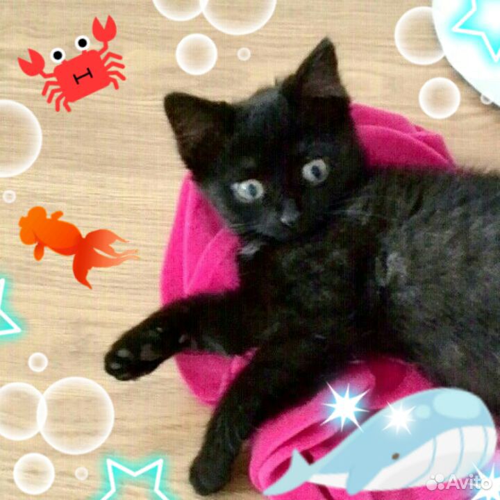 Котенок девочка, 2 месяца. Черненькая с белой груд