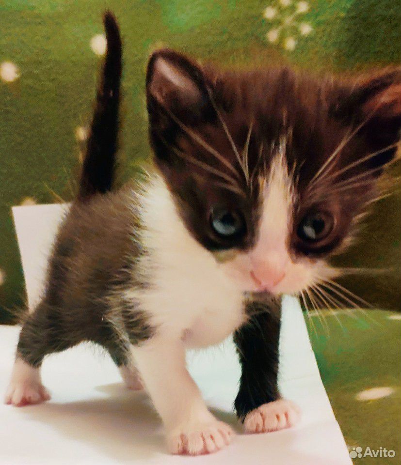 Котенок мальчик
