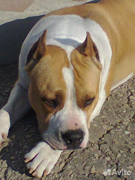 Стаффордширский терьер