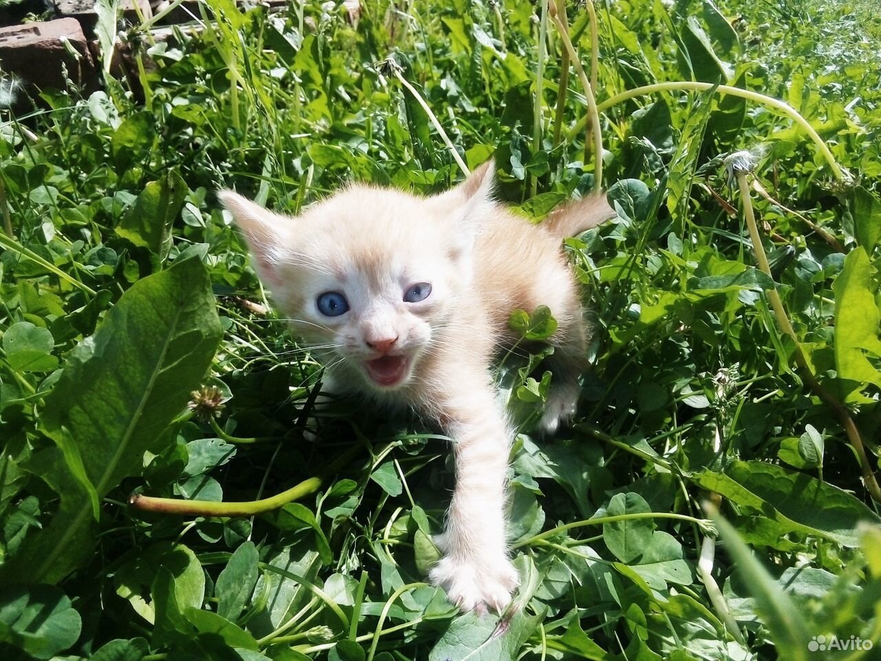 Очаровательные котята