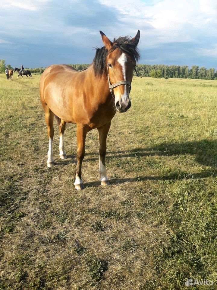 Продаю кобылку