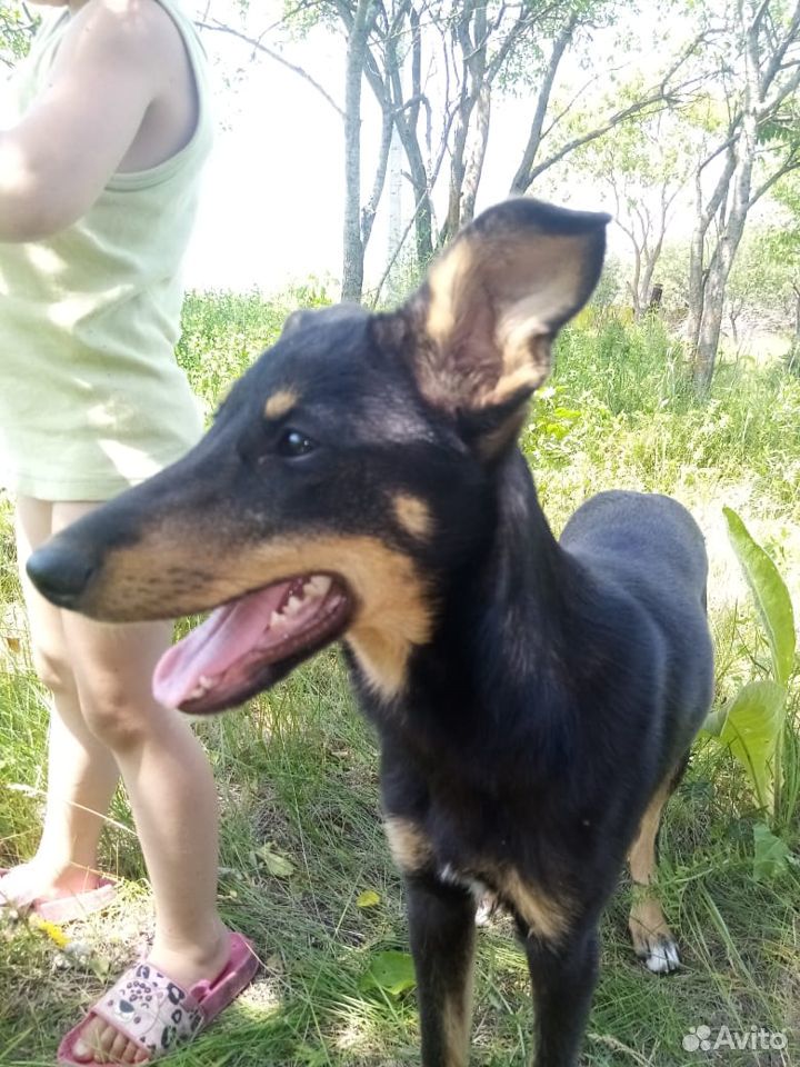 Ищет дом щенок не крупной Собачки Сильвия