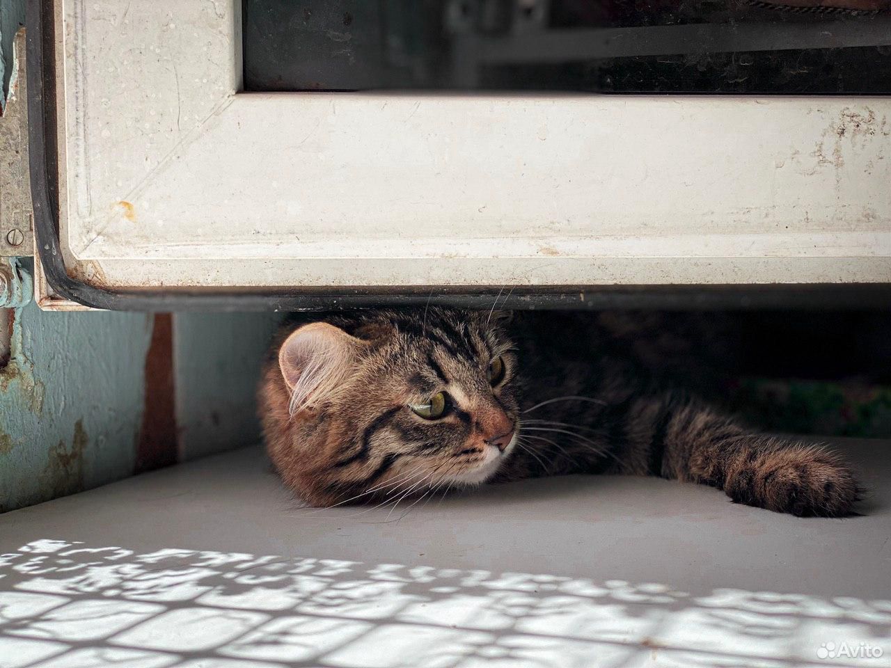 Шикарный котёнок-подросток ищет дом