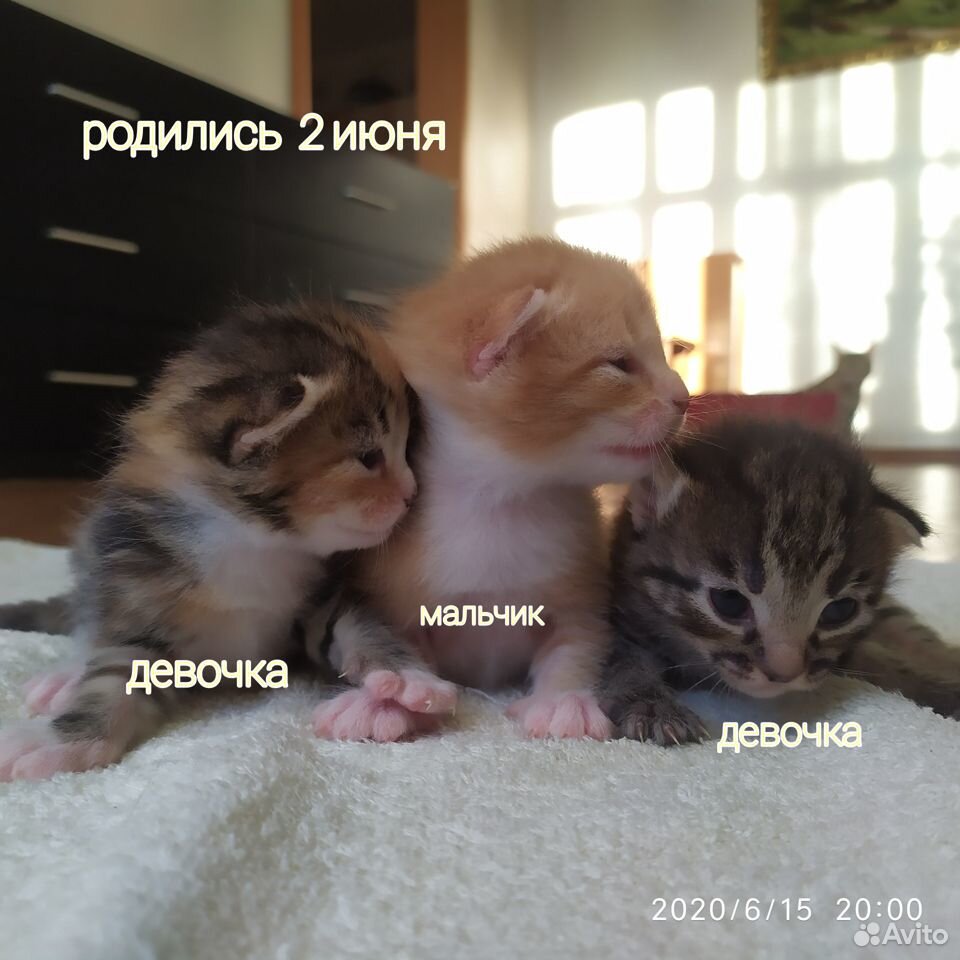 Котята 02.06.2020 гр