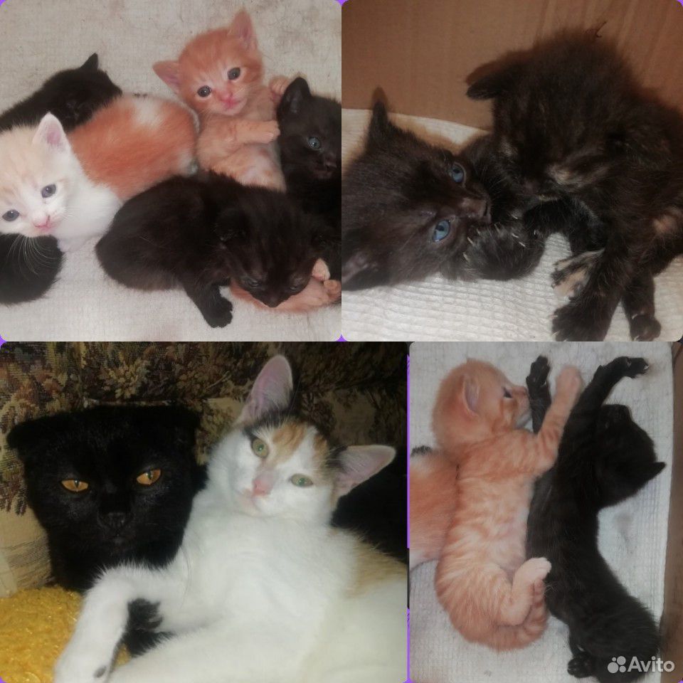 Котята