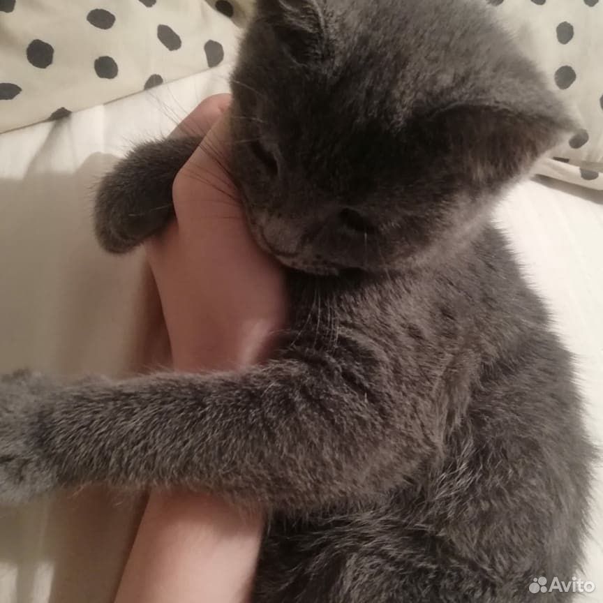 Котенок Элли выбирает дом