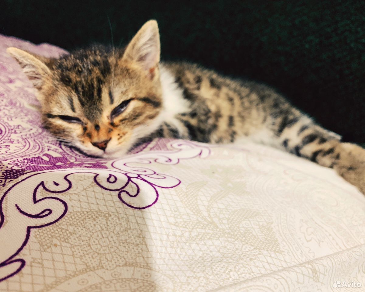 Кошка