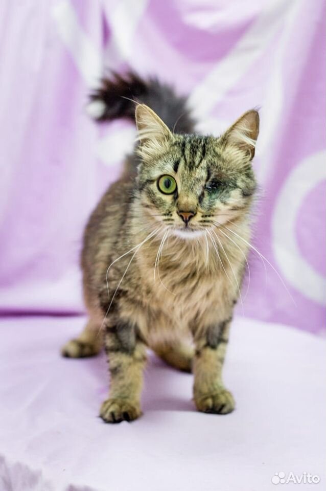 Особенный котик для особенных хозяев