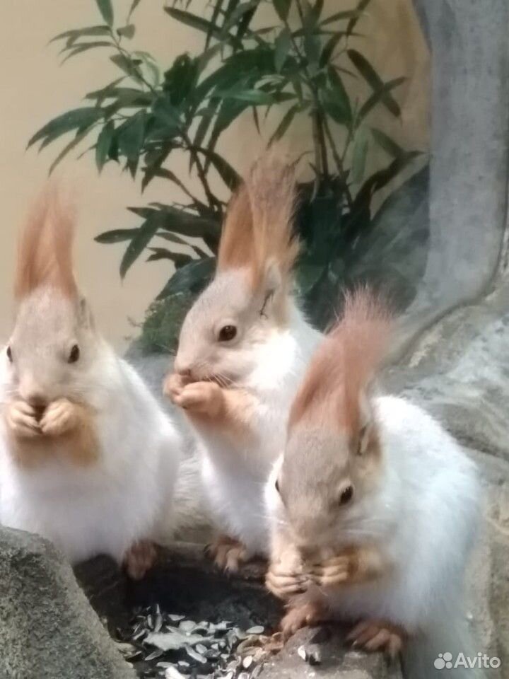 Белка телеутка