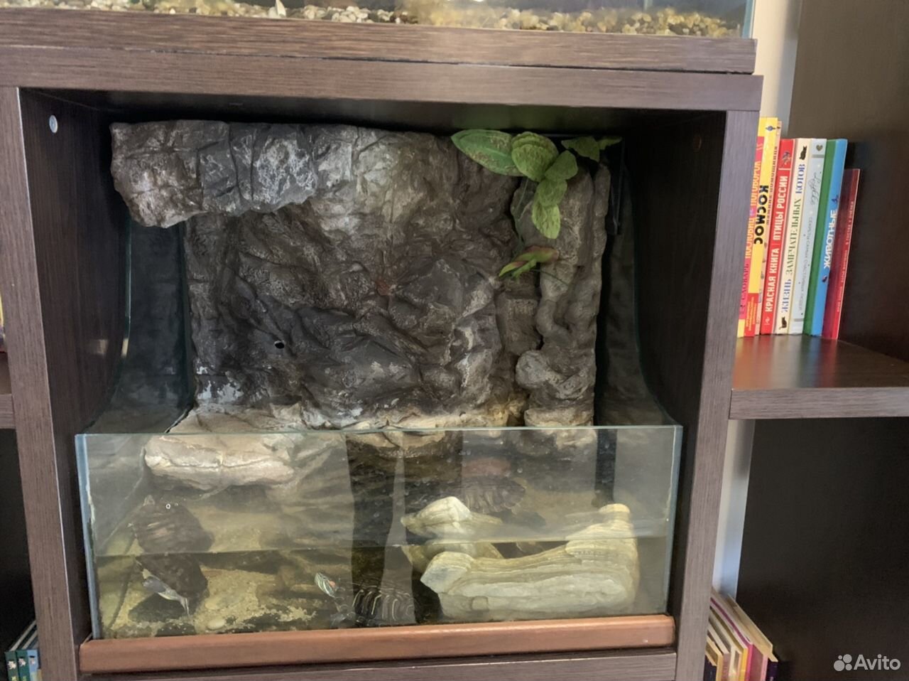 Террариум 60/30/40 с Красноухими черепахами - 5 шт