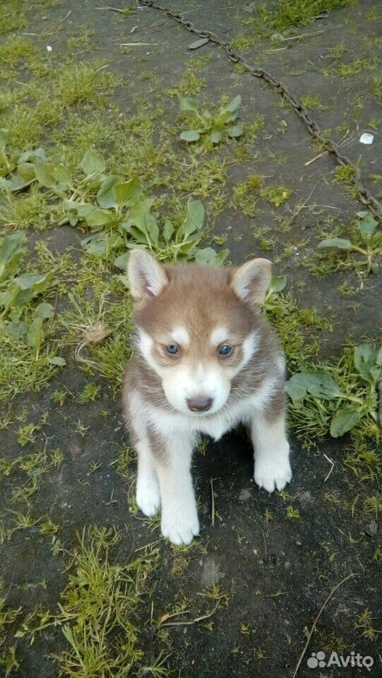 Сибирский хаски