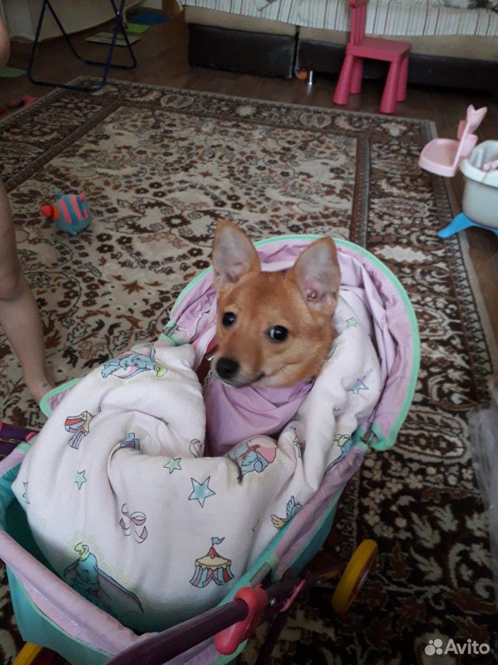 Отдаю собачку в хорошие руки