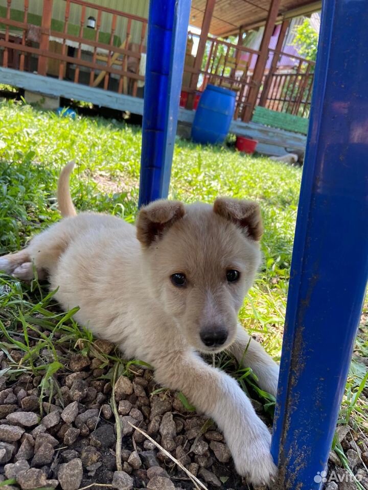 Щенок девочка Хонда в добрые руки