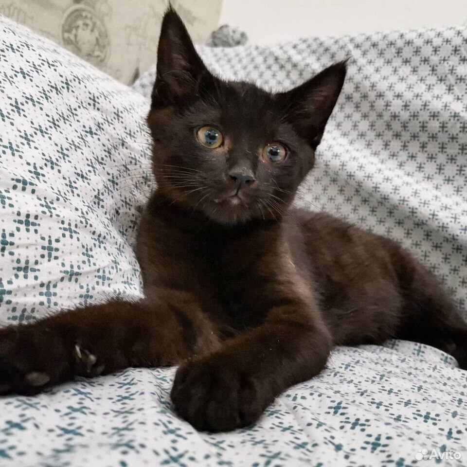 Котенок Кошмарик в добрые руки