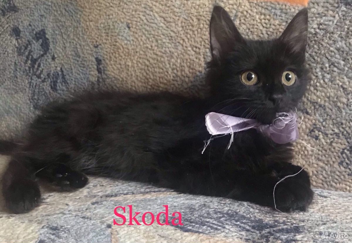 Котенок