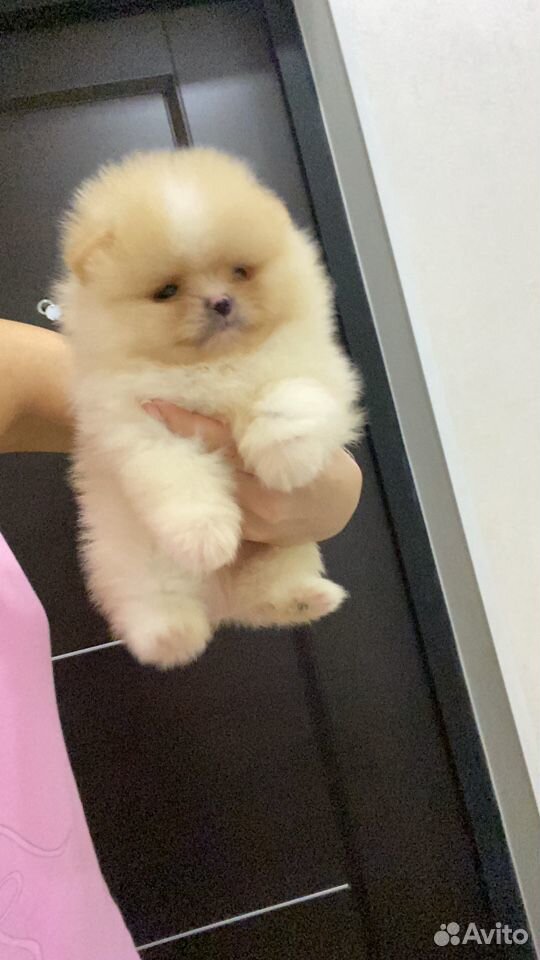 Эксклюзивный померанский шпиц мальчик