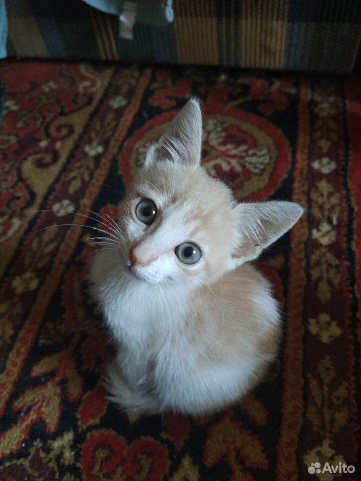 Воспитанный котенок, мальчик