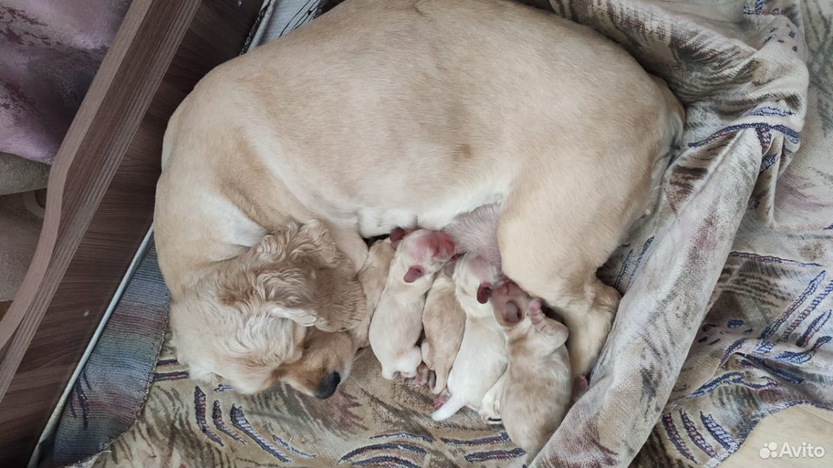 Американский кокер спаниель