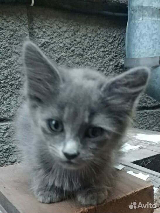 Котята сибирской кошки
