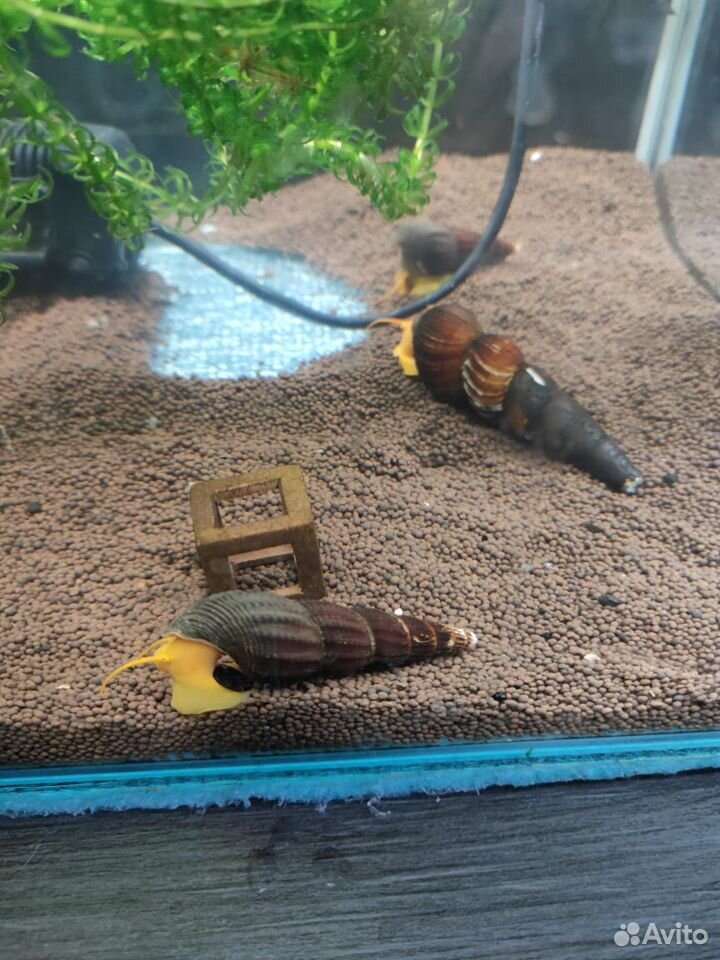 Тиломелании