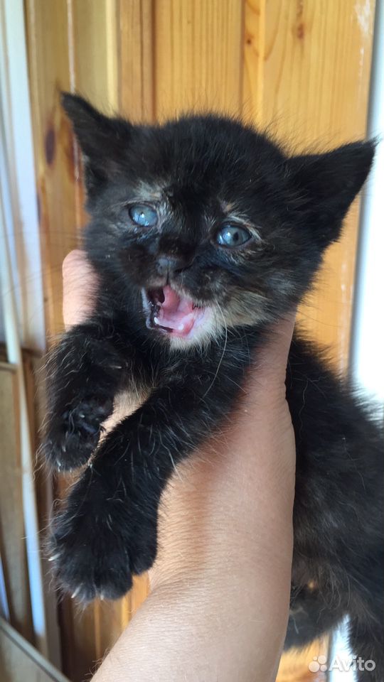 Котенок 1 мес