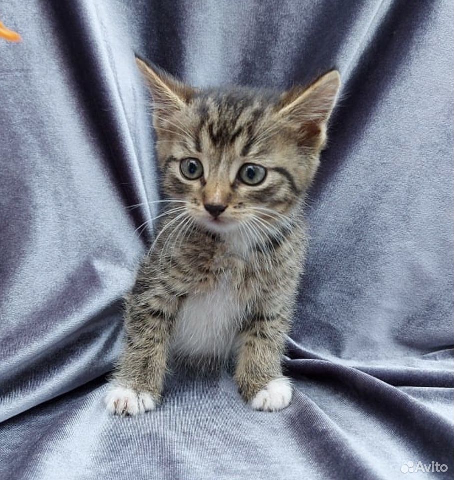 Котятки полосатые тигрятки 1,5 месяца в добрые рук