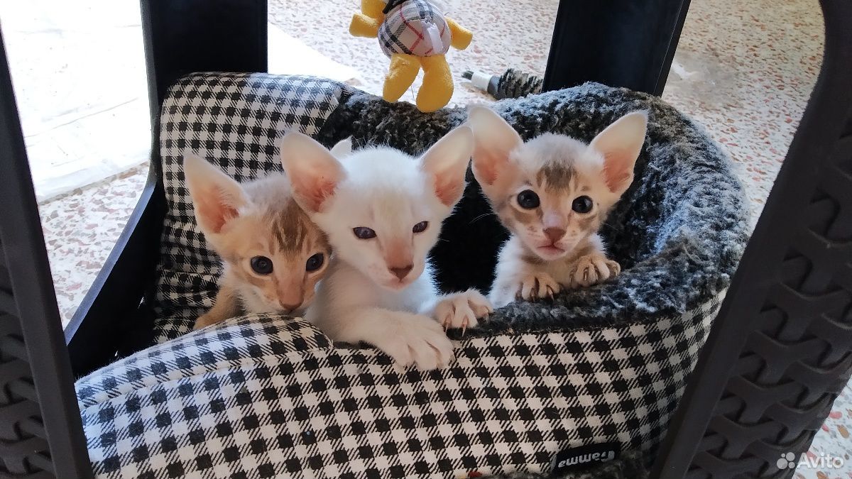 Ориентальные котята