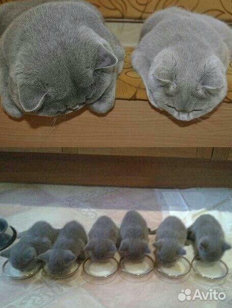 Британские голубые котята