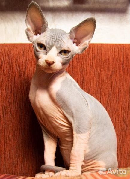 Канадские Сфинксы - котята 4 мес
