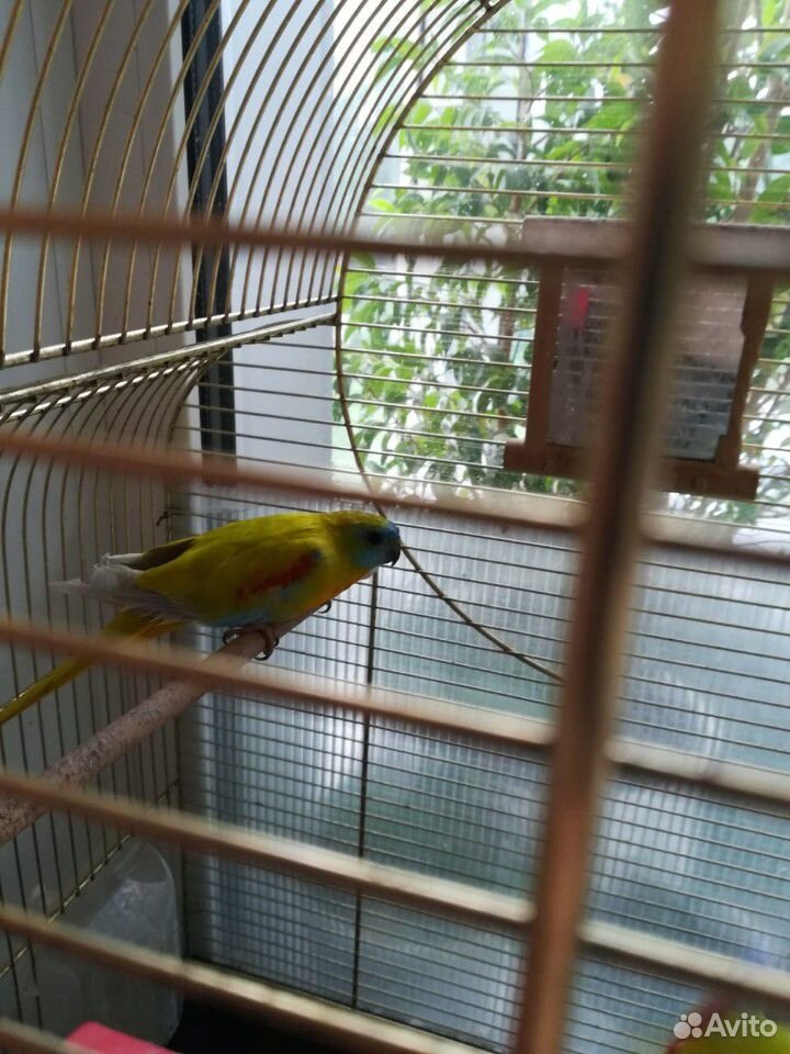 Попугай лазурный